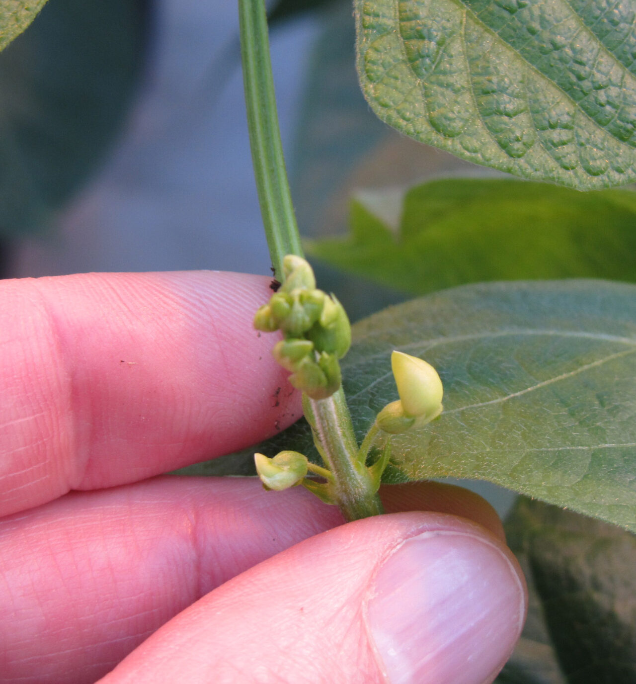 Breeding | van Waveren Saaten GmbH